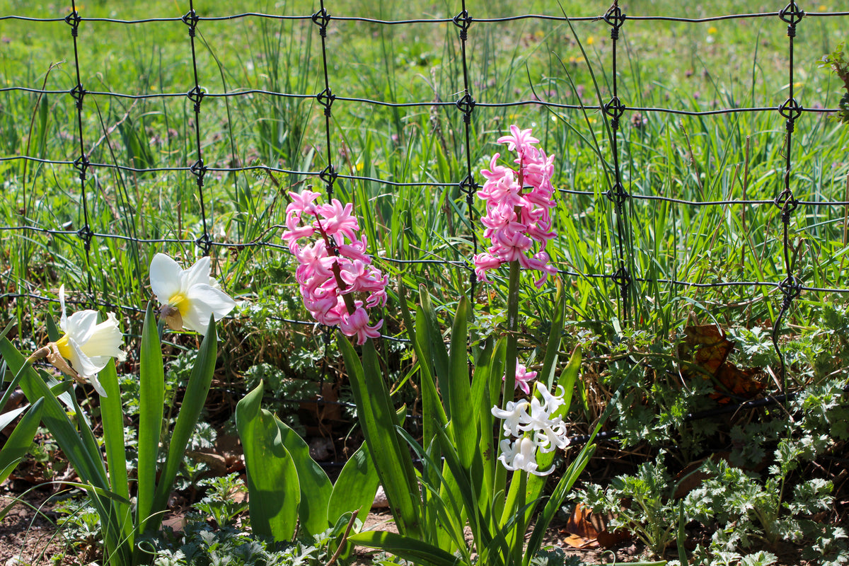 MADOO - Hamptons Garden - Saganponack, NY