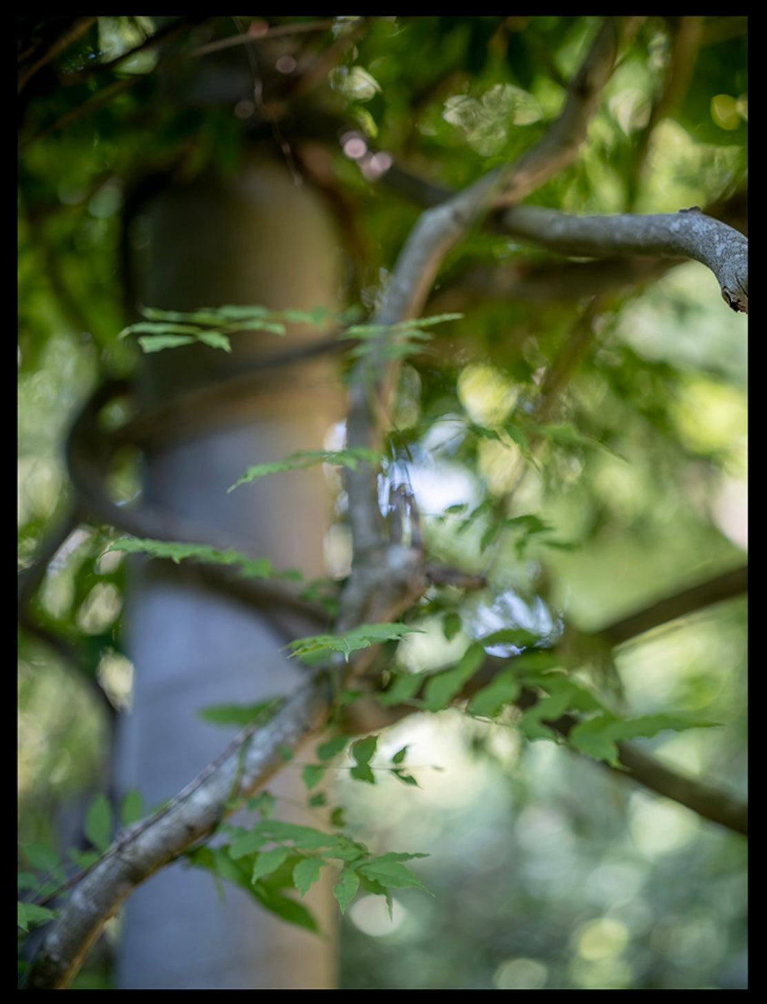 Michael Light - Wisteria Column, Madoo, Sagaponack, NY; 2022 | MADOO
